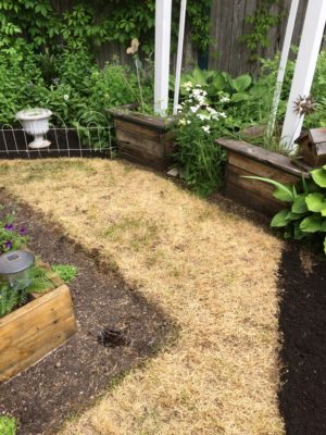 Let's Create a Backyard Park! | My Perpetual Project